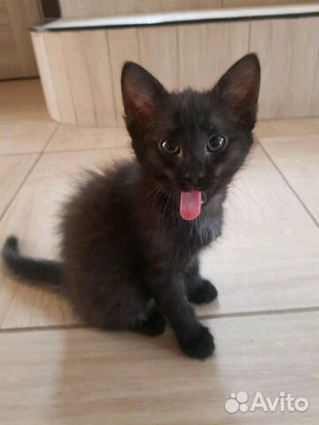 Домашние котятки