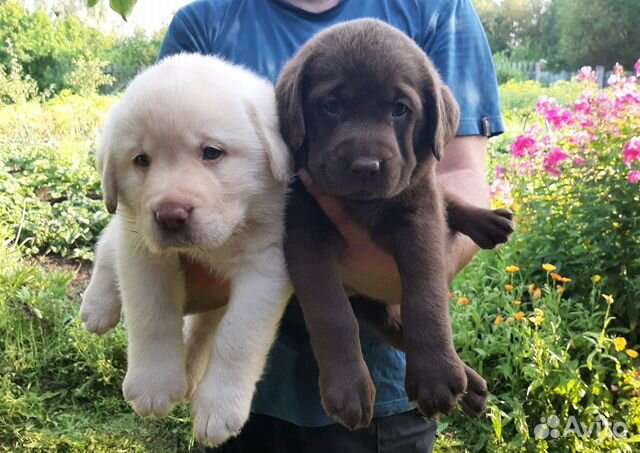 Щенки Лабрадора