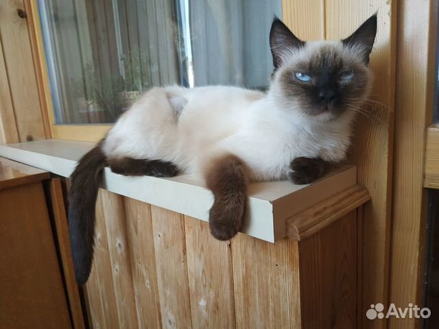 Кошечка сиамского окраса ищет дом