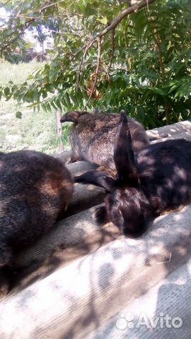 Кролики живым весом