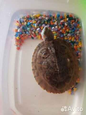 Черепашка красноухая