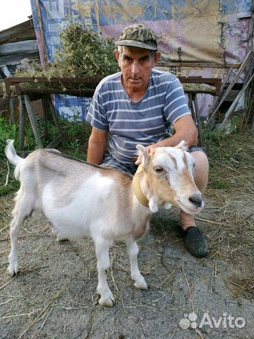 Козы Ламанча