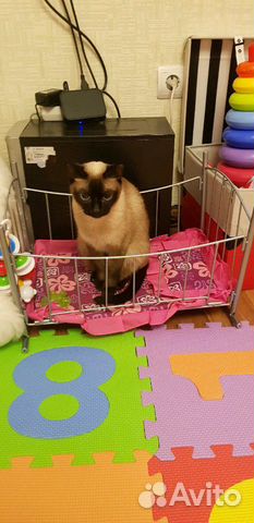 Вязка кошки