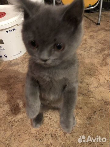 Котёнок мальчик