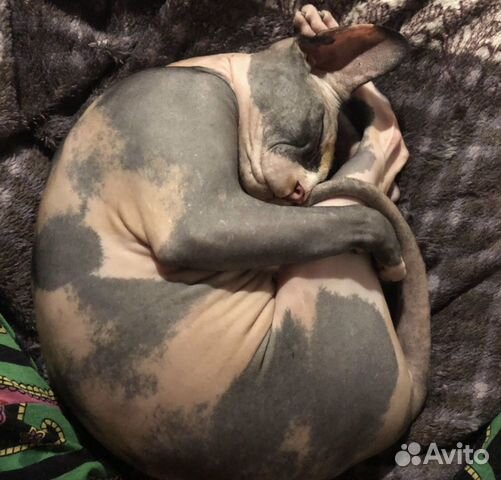 Девочка Канадский сфинкс на вязку