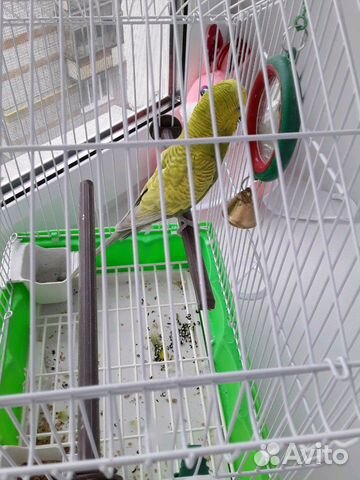 Продам попугайчика