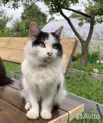 Котенька ищет дом