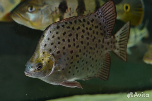 Аргус красный (Scatophagus rubrifrons)