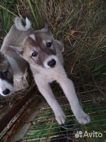 Щенки западно-сибирской лайки