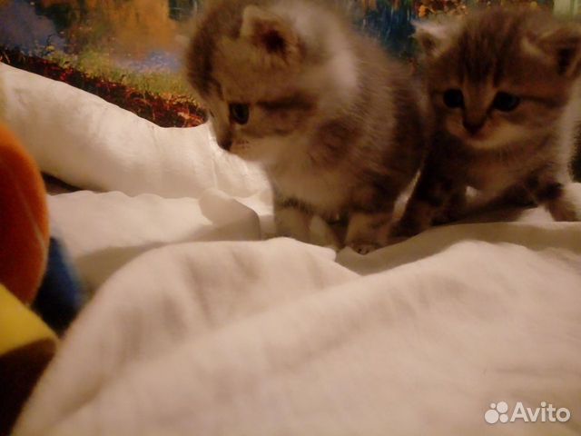 Британец Пурпурный