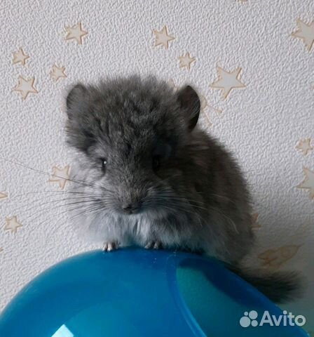 Шиншиллы из мини-питомника