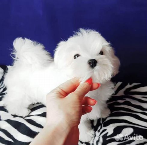 Мальтийчкая болонка. Мальтезе. Щенки РКФ