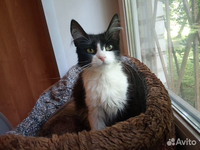 Котёнок подросток Девочка в дар 5 мес