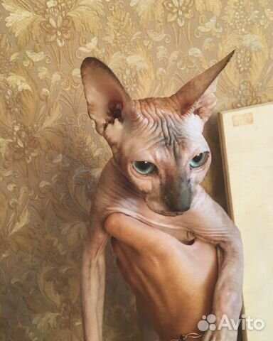 Котёнок сфинкса