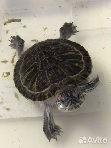 Черепаха красноухая и все необходимое