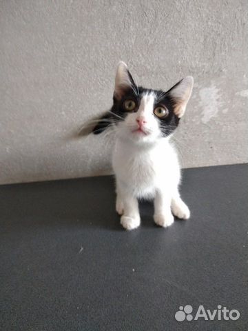 Кошечка 4 мес в дар