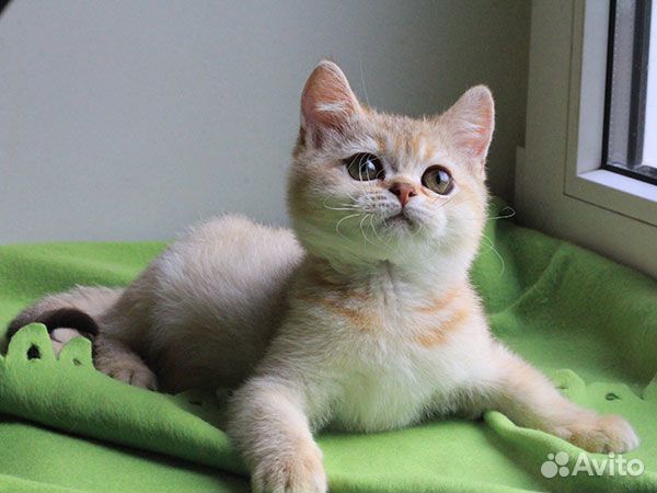 Одуванчик - шоколадный золотистый тикированный