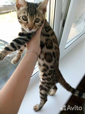 Бенгальская девчонка