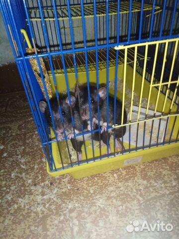 Отдаю двух ручных крыс