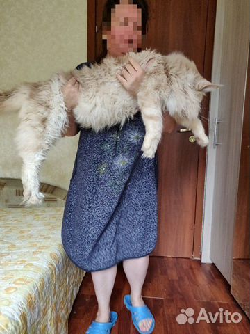 Мейн-кун кот. Вязка