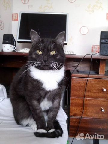 Кот-друг ищет дом