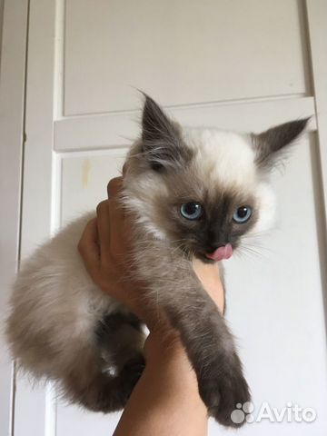 Сиамский котёнок девочка