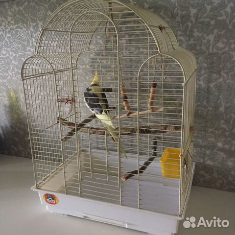 Попугай корелла в добрые руки