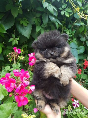 Шпиц мальчик черного окраса