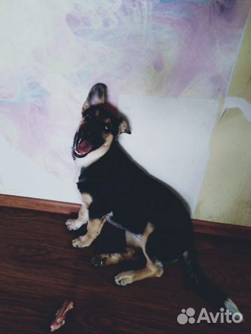 Щенок в добрые руки