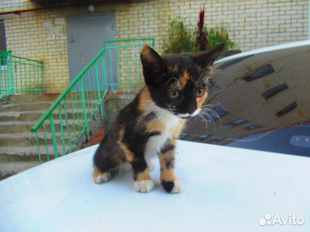 Котятки разного окраса-от 3х месяцев и старше