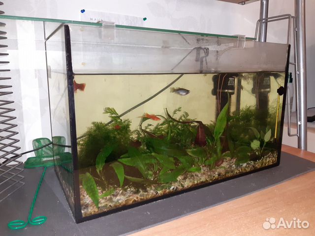 Аквариум с рыбками, креветками и улитками хеленами