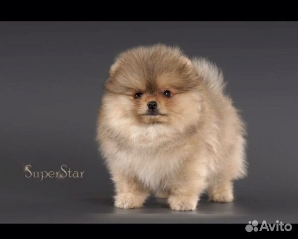 Померанец малыш