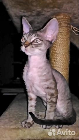 Котик девон рекс