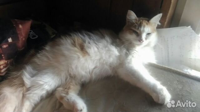 Кошка Белочка из приюта