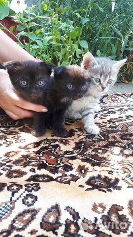 Продам котят шотландской Кошки,за символическую пл