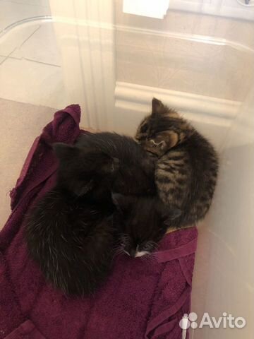 Котята