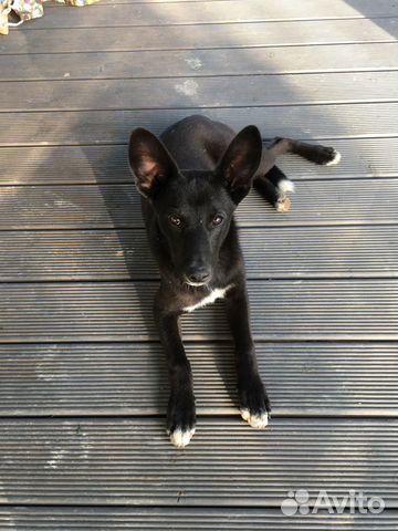 Отдам в добрые руки щенка