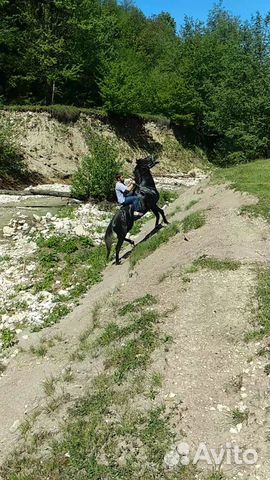 Продам лошадь