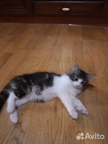 Мальвинка-Пушинка ищет дом