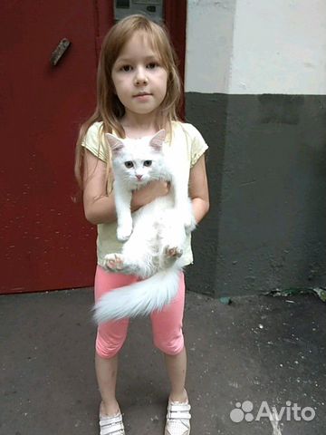 Котенок