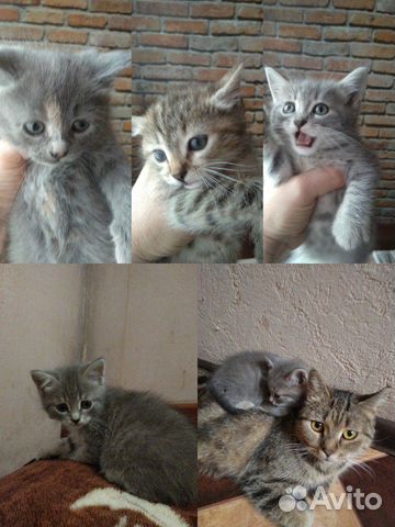 Котята от мамы крысоловки
