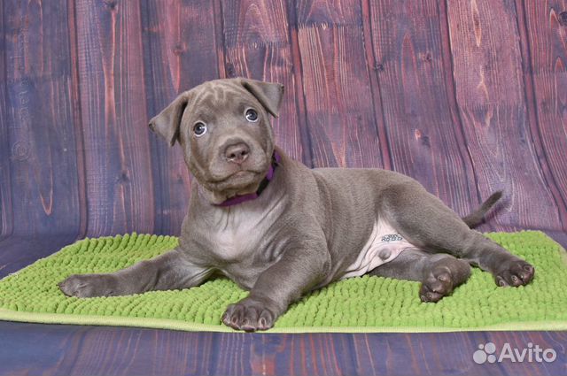 Тайский риджбек Thairidgeback