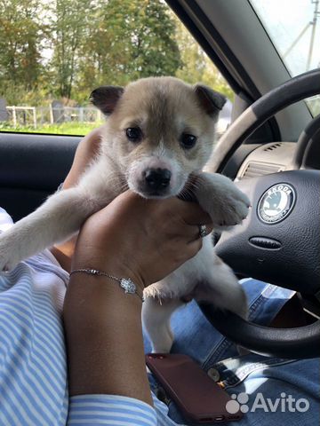 Щенок девочка