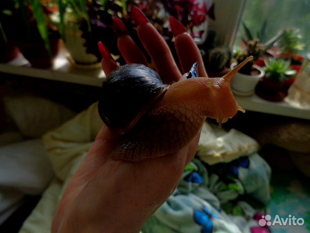 Улитята ахатина иммакулята