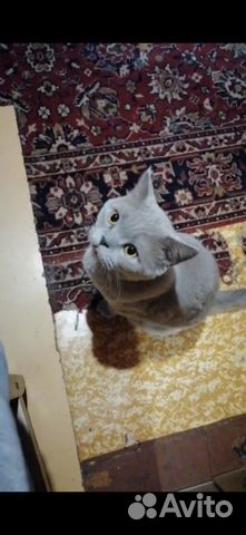Кот британец