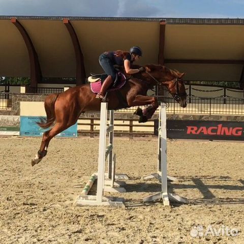 Перспективный жеребец