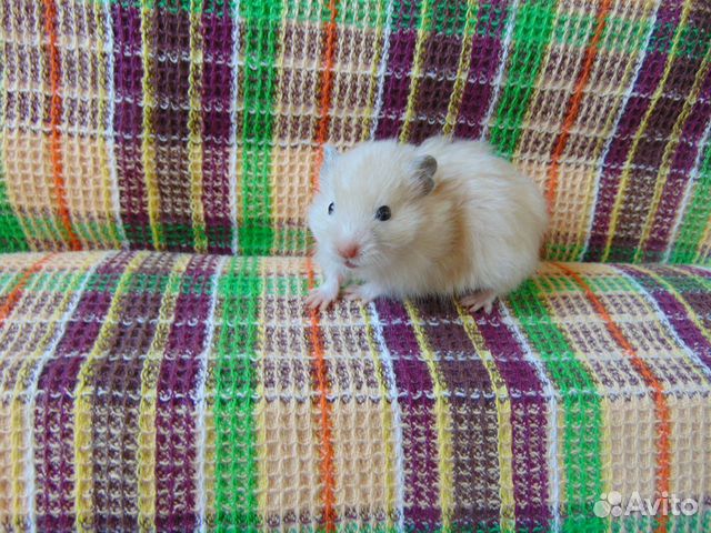 Сирийские хомяки, новые клетки