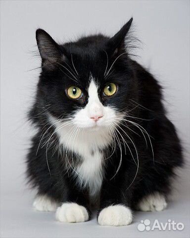 Очаровательная интеллигентная красавица ищет Семью