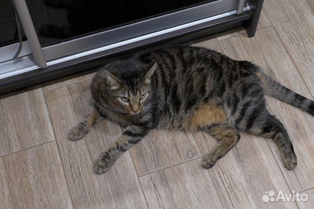 Кот,4 года,кастрированный,домашний