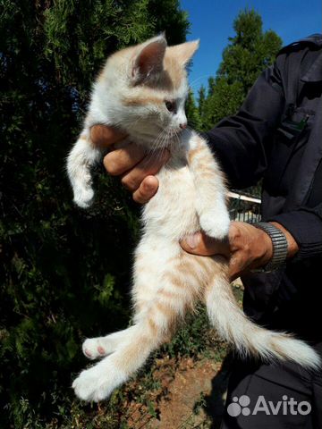 Котёнок в добрые руки